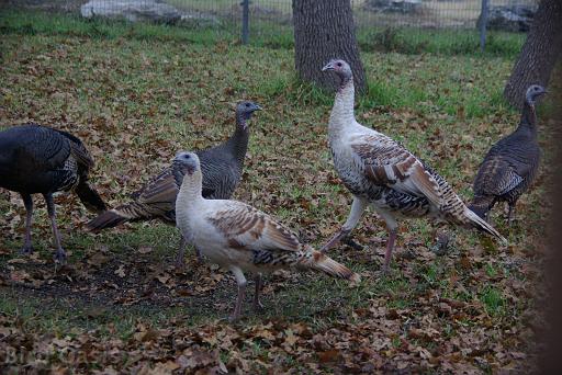 Turkeys- click on a photo for slide show