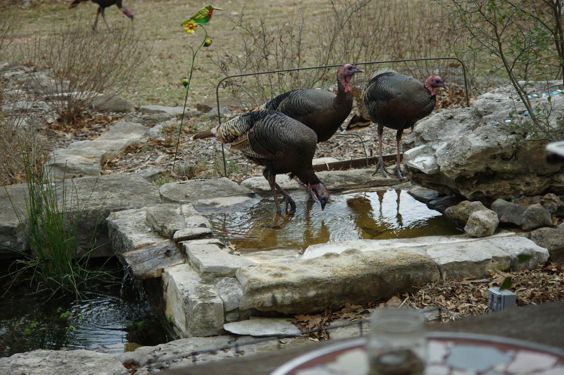 Turkeys- click on a photo for slide show