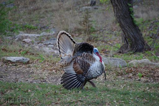 Turkeys- click on a photo for slide show