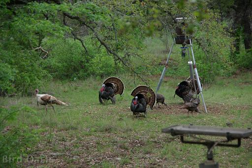 Turkeys- click on a photo for slide show