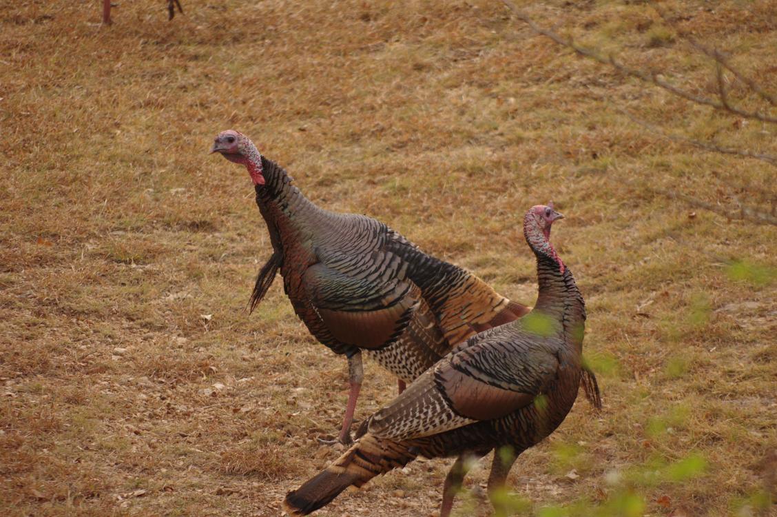 Turkeys- click on a photo for slide show