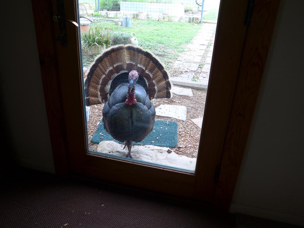 Turkeys- click on a photo for slide show
